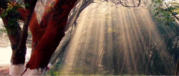 Biodiversity heritage sites could turn out to be a lifeline for India’s ...