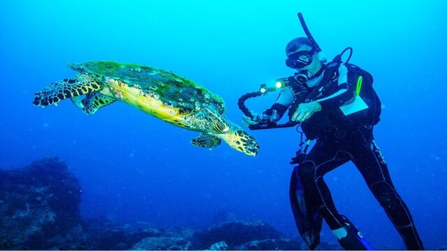 World Turtle Day: Witnessing the enchanting turtle hatchings in India ...