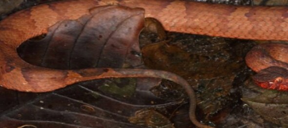 A new species of venomous pit viper from Arunachal - CNBC TV18