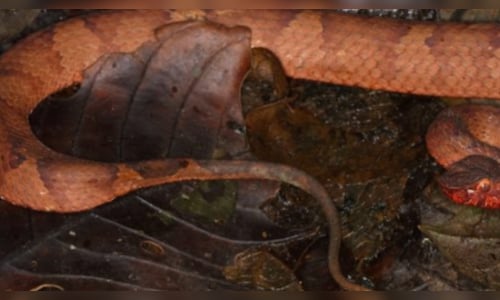 A new species of venomous pit viper from Arunachal - CNBC TV18