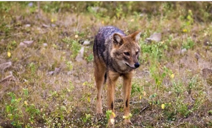 Interactions between people and wild canids in central India