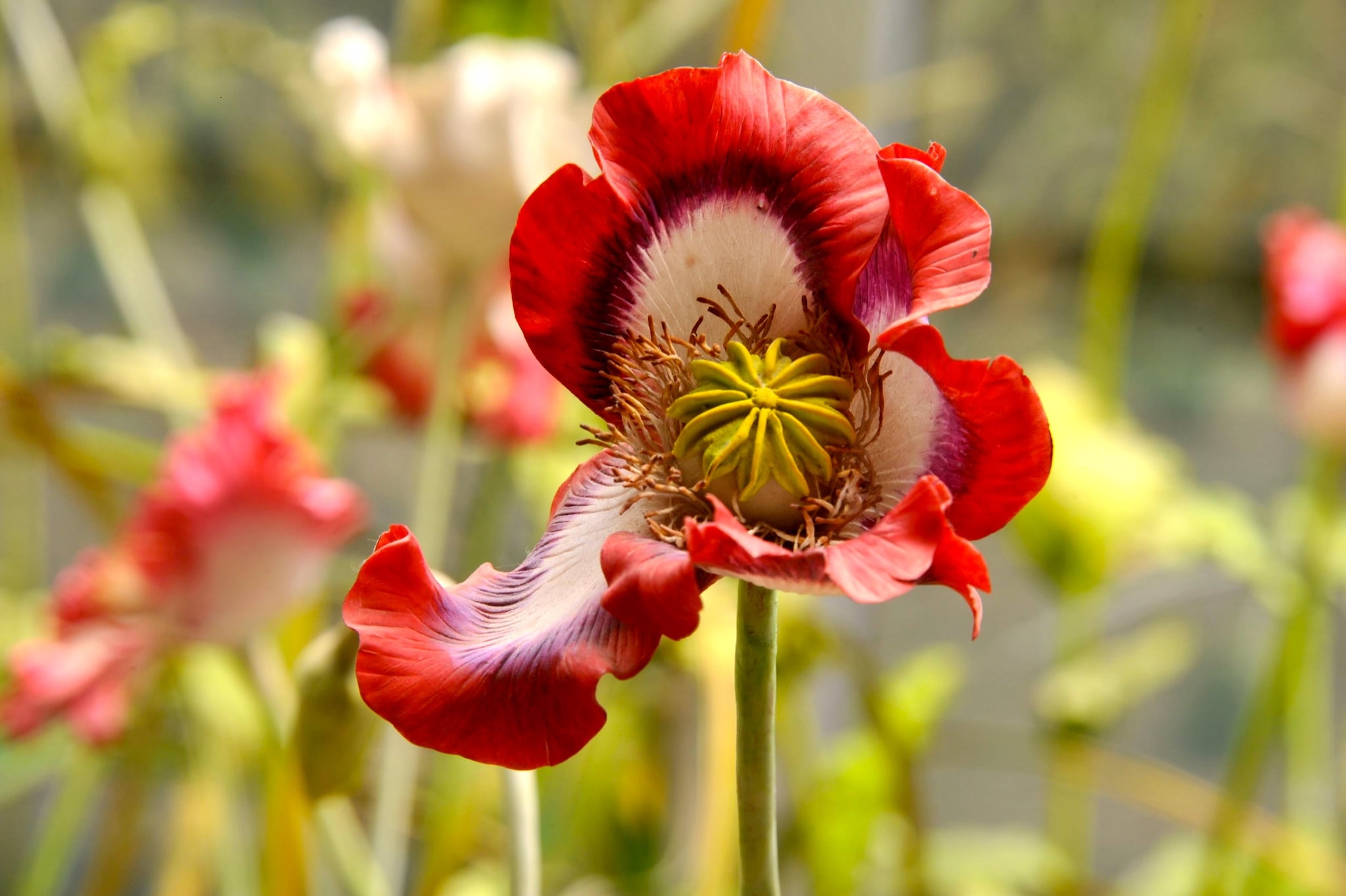 Finding opium in Thailand's Chiang Rai