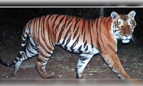 Old Veerappan lair set to be a tiger den - CNBC TV18