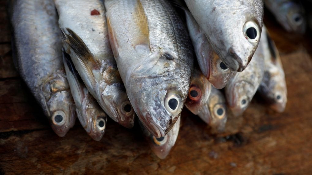 Toxic mercury in fish rising with climate change and over fishing
