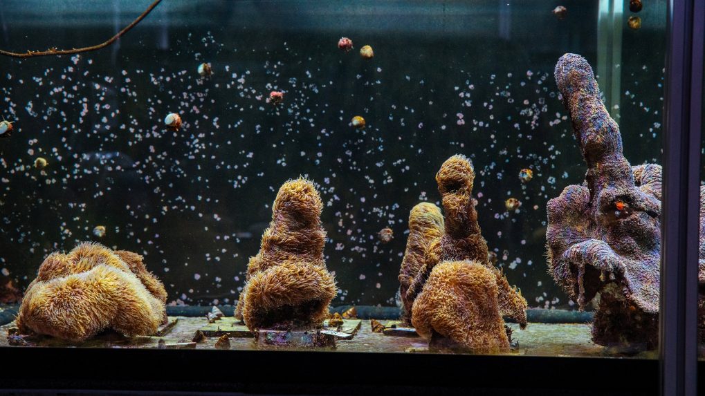 Florida scientists induce spawning of Atlantic coral in lab for first time