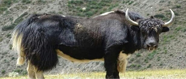 Wild Yak Poop Offers Clues To The Extinction Of The Woolly Mammoth And ...