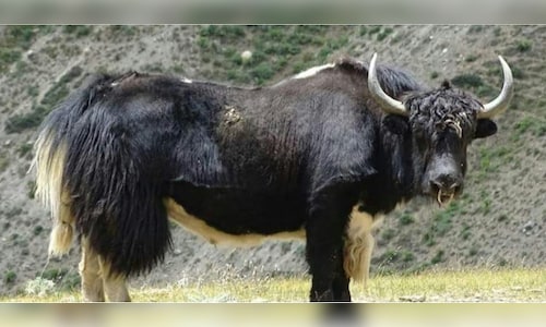 Wild yak poop offers clues to the extinction of the woolly mammoth and ...