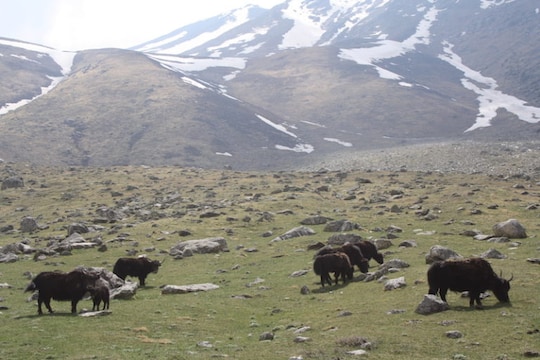 Wild yak poop offers clues to the extinction of the woolly mammoth and ...