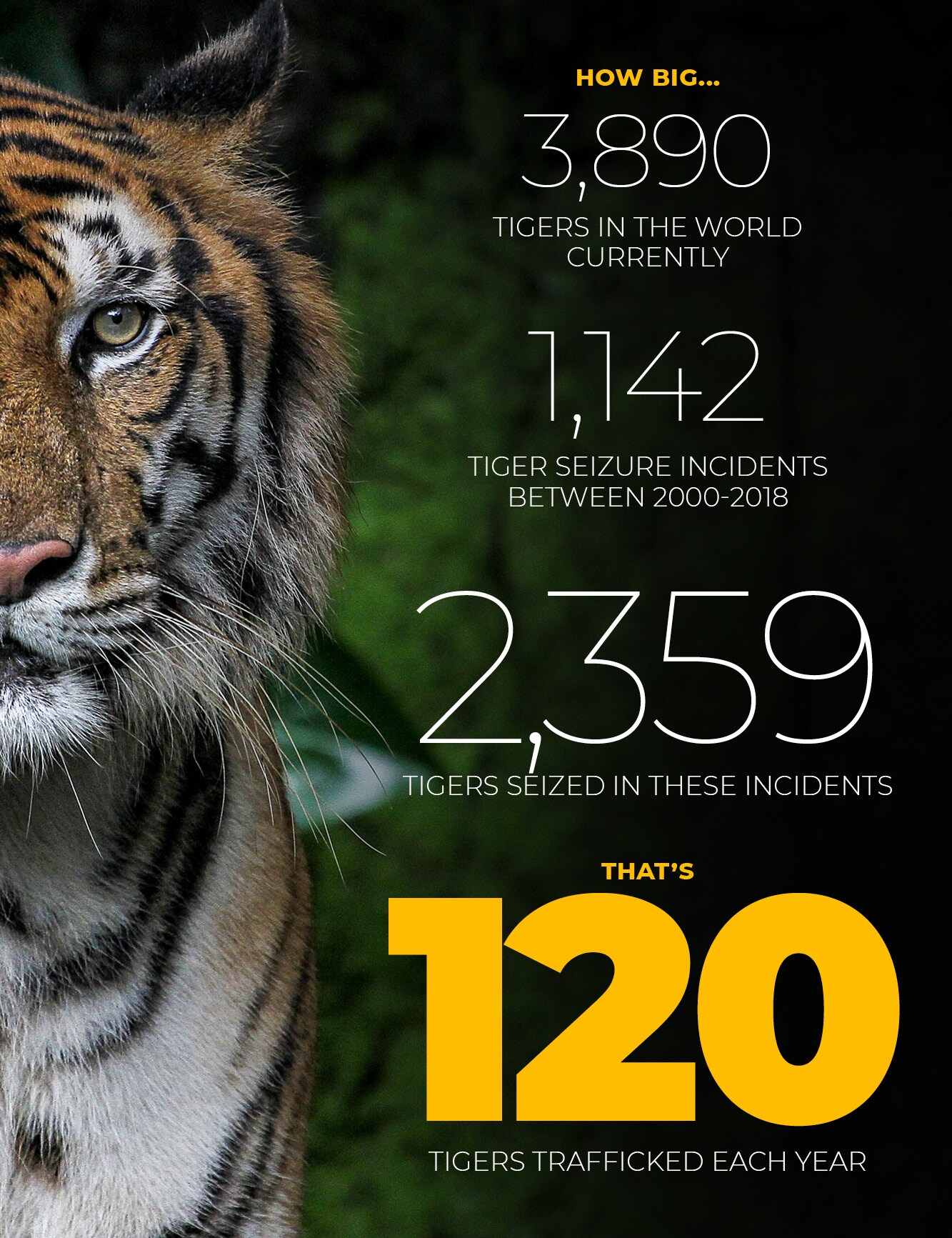 Peek into the illegal world of tiger trafficking - cnbctv18.com