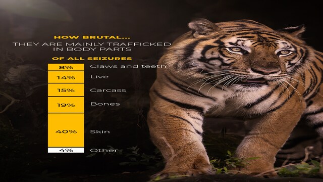 Peek into the illegal world of tiger trafficking - CNBC TV18