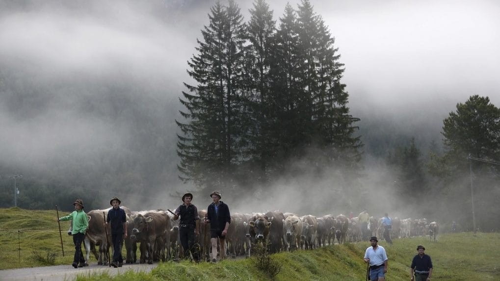 German herdsmen lead autumn Alpine cattle drive