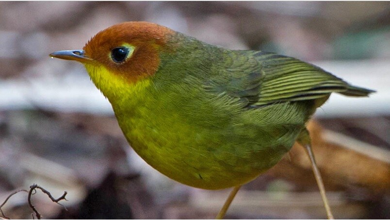 Did you call? Misuse of bird call audio is disturbing bird behaviour