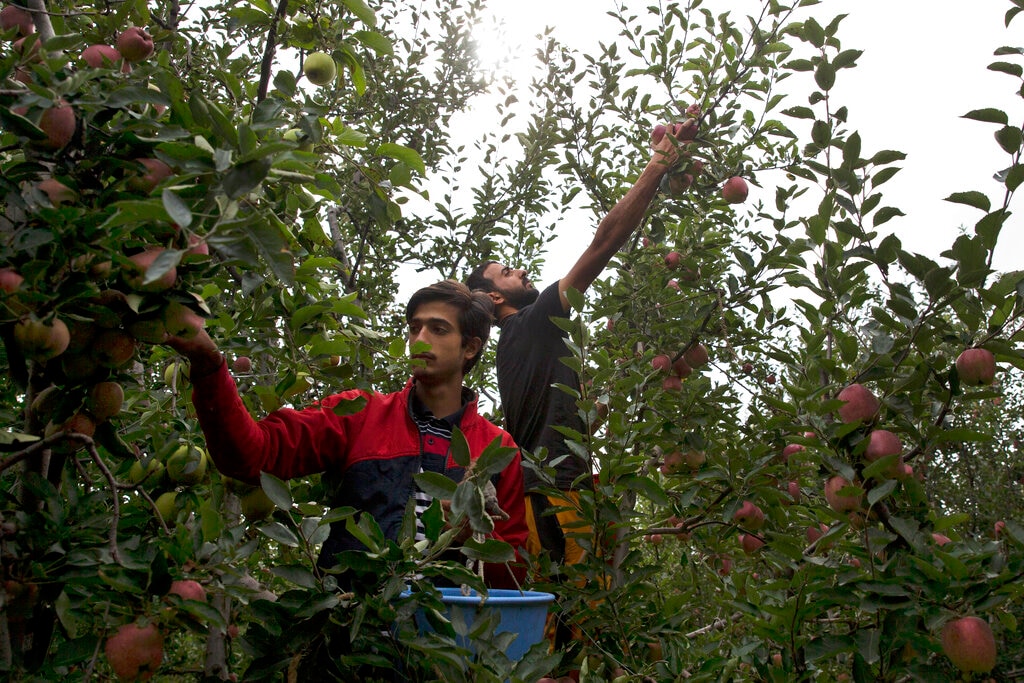 In Pictures: Apple economy latest casualty in Kashmir - cnbctv18.com