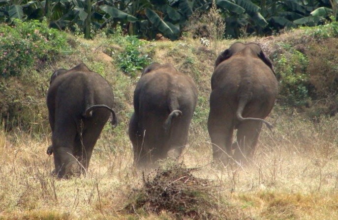 How elephants navigate fences