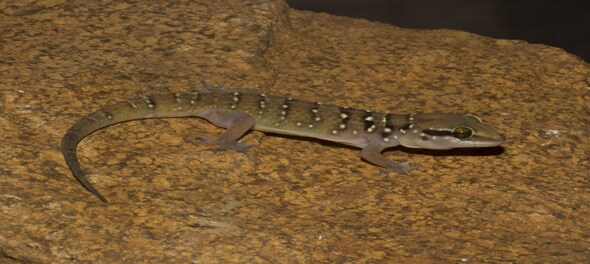 How past climatic shifts shaped the evolution of geckos - CNBC TV18