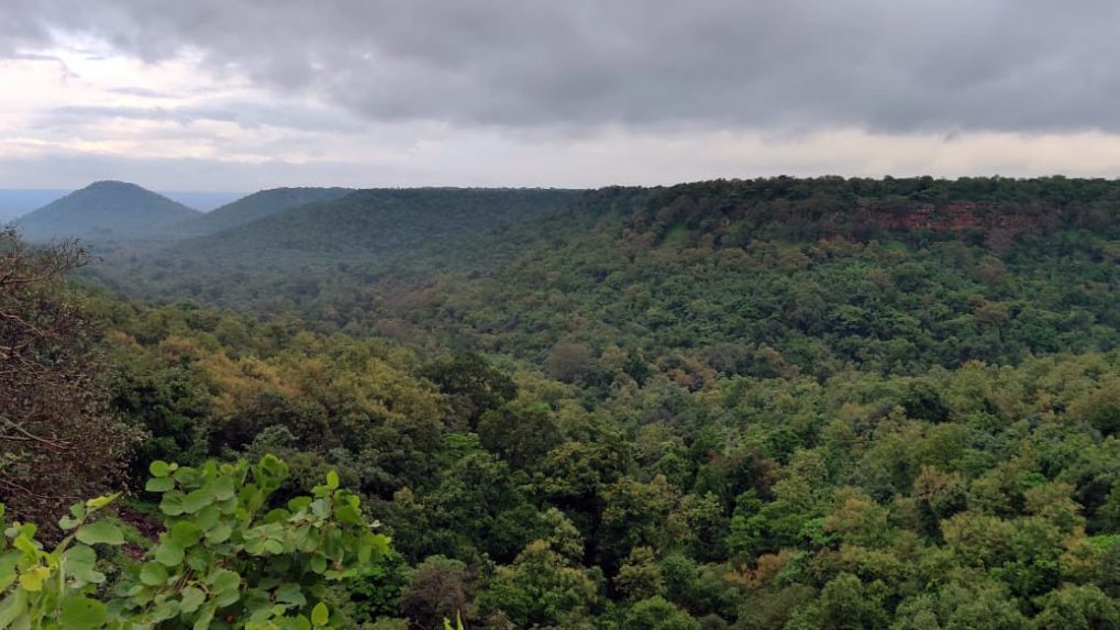 India's forest cover increased by over 5000 sq km since 2017