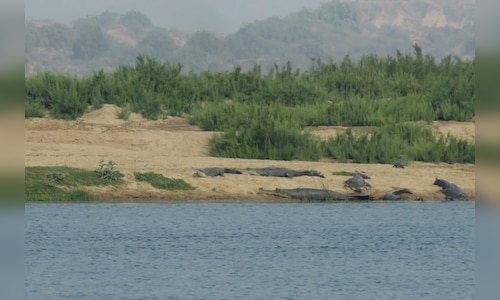 Demand for freshwater poses a threat to Chambal river - CNBC TV18