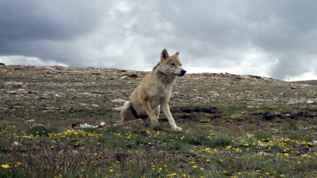 China clones world’s first wild Arctic wolf, Maya — with some beagle ...