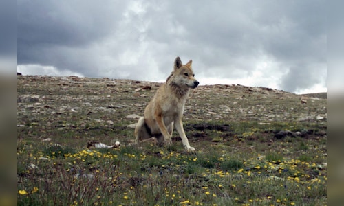 China clones world’s first wild Arctic wolf, Maya — with some beagle ...
