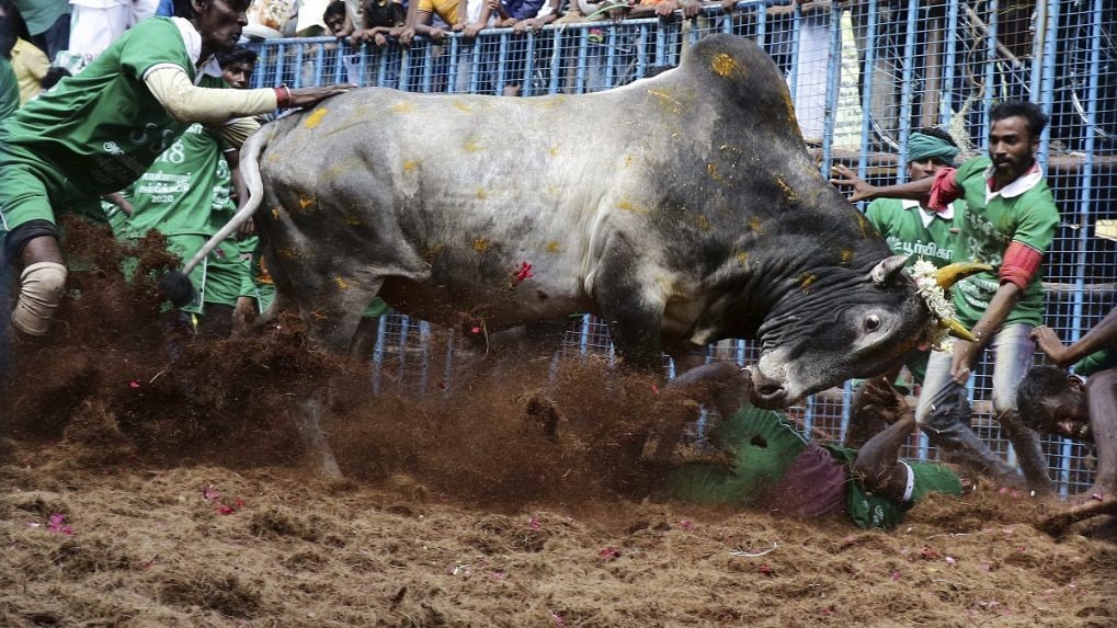 Special 'diet plan' for Jallikattu bulls to eat well, fight well