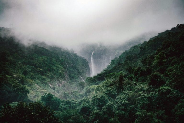 The evolving story of India’s forests - cnbctv18.com