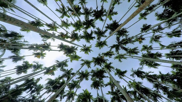 Trees to be planted in Haryana, MP for forest land diverted in Great ...