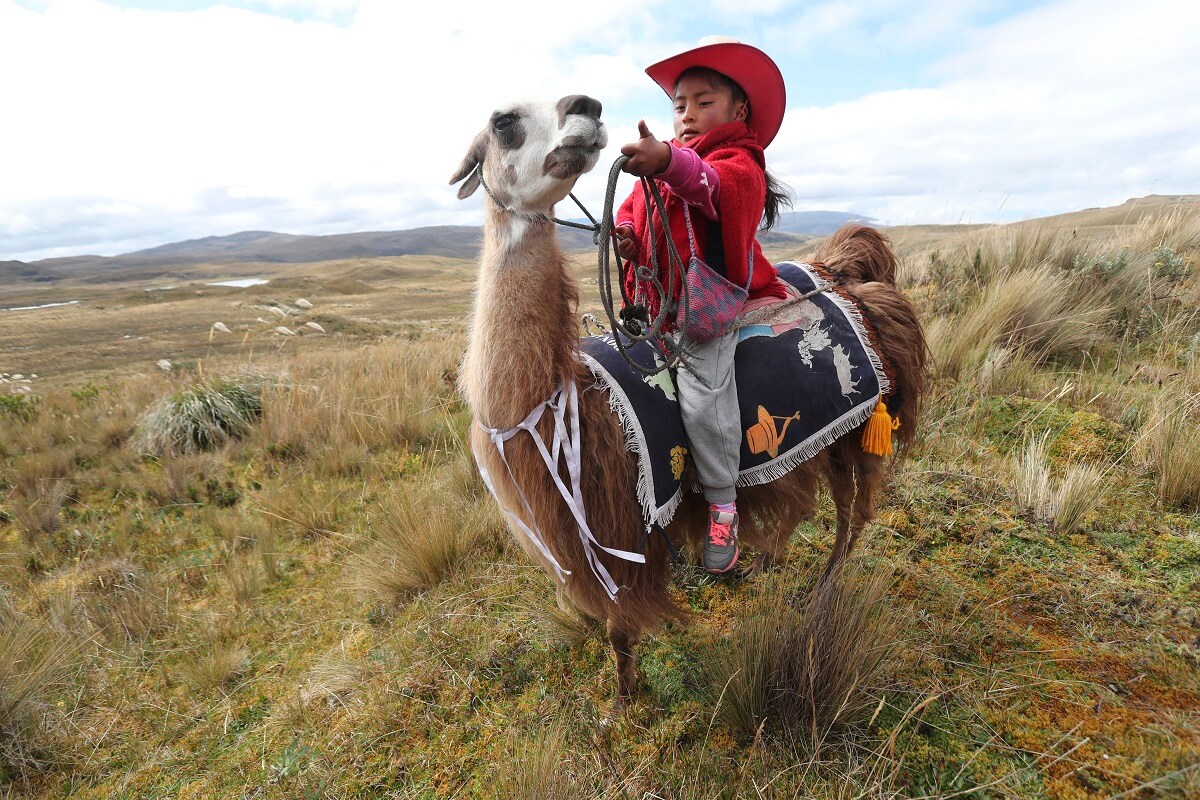 In Pictures: Kids race llamas in Ecuador's highlands - cnbctv18.com