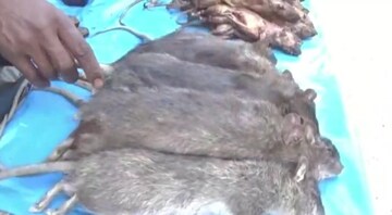 Rat meat for sale at Assam market, health officials raise the alarm ...
