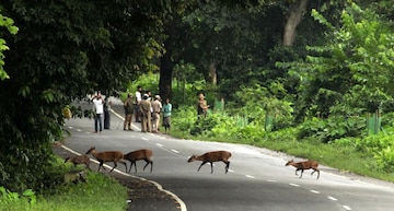 Hog deer escaping floods in Kaziranga killed by miscreants for meat ...