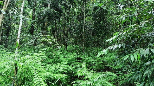 This Maharashtra village converted a 20-acre forest into ‘oxygen park ...