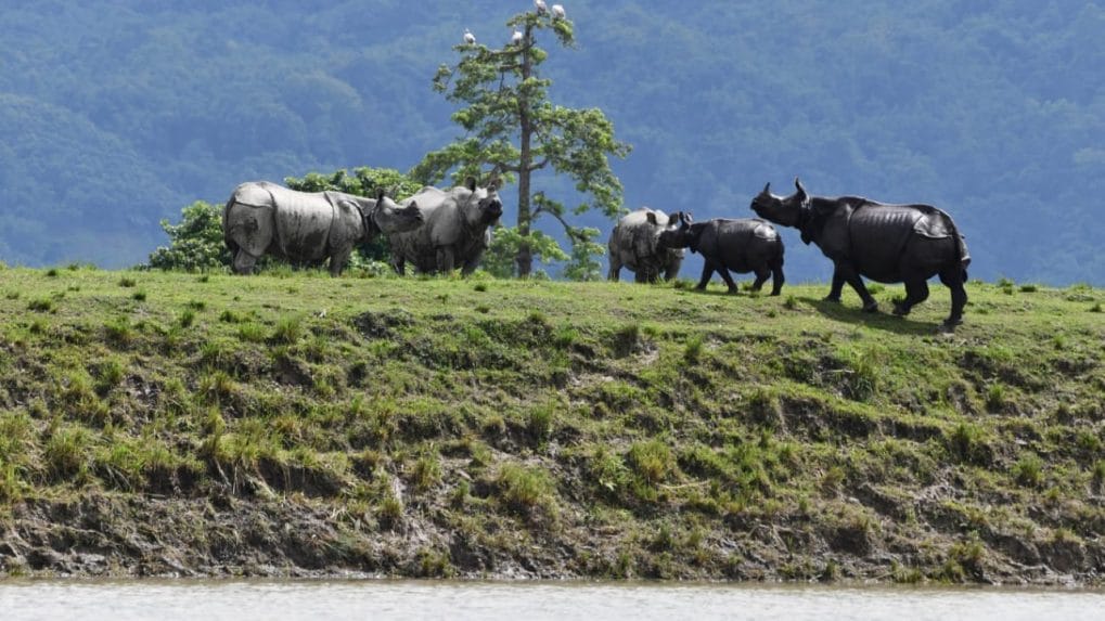 Want to visit Kaziranga National Park this rhino season? It’s the time ...