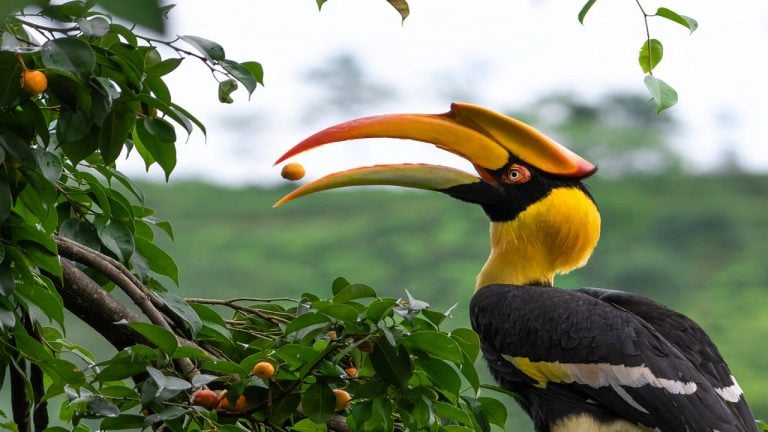 Mahananda wildlife sanctuary: First bird fest at from Feb 20 - cnbctv18.com