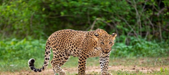 India's leopard population rises to 13,874; slight dip in Shivalik ...