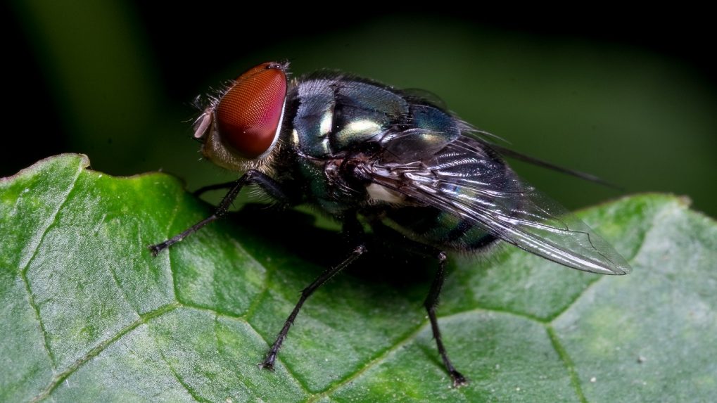 Fly infertility shows we're underestimating how badly climate change ...