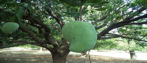 'Noorjahan' mangoes of Madhya Pradesh fetching rate up to Rs 1,000 apiece