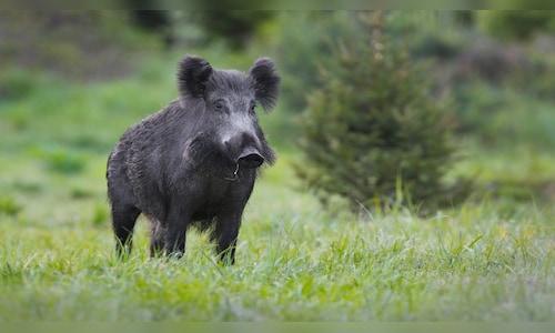 Radioactive wild boars in Germany carry on legacy of Cold War era ...