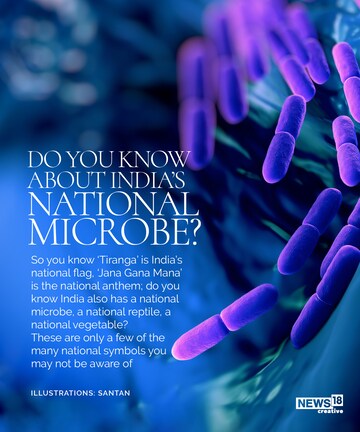 From microbe to vegetable: Know about India's national symbols on ...