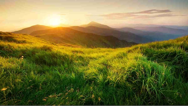 Future of crypto carbon offset projects as Verra suspends blockchain ...