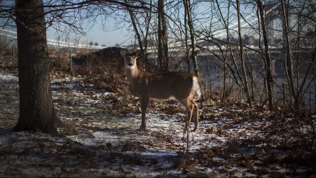 Omicron found in New York deer, raising fresh concerns over possible ...