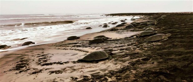 Olive Ridley Wave Sweeps Odisha'S Gahirmatha Beach