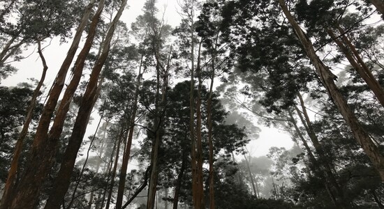 7 states with largest forest cover in India: Madhya Pradesh leads the ...