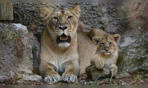 World Lion Day on August 10: All you need to know - CNBC TV18