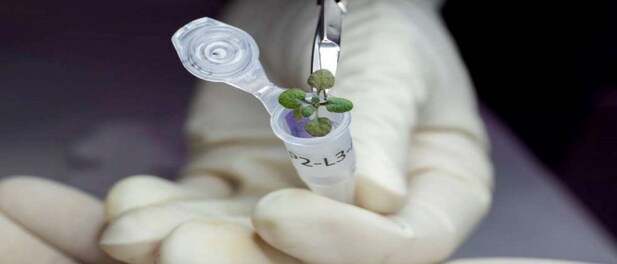 Plants grown on lunar soil, scientists hope to grow on lunar surface