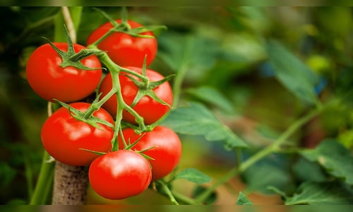 How Indian government and states plan to tackle the rising tomato ...