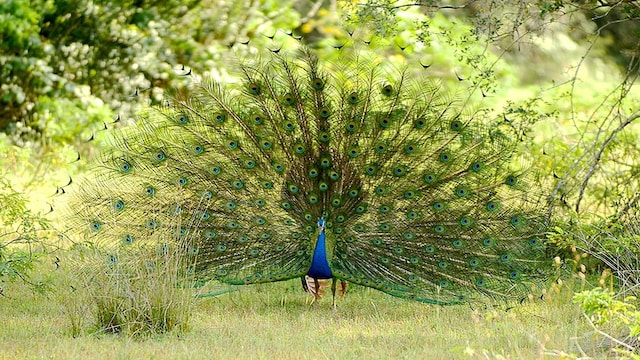 Several Peacocks Found Dead In Madurai Village Probe On Cnbc Tv18