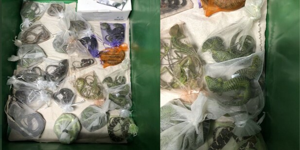 60 Snakes, Lizards, And Reptiles Discovered In The Pants Of A Us Smuggler