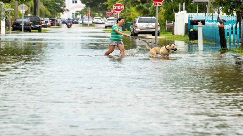 Hurricane Ian: Netizens post viral video of a shark swimming in flooded ...