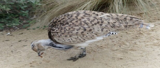 BSF captures ‘suspicious’ bird near India-Pakistan border