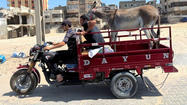 Pakistani police take 6 donkeys into custody for helping smuggle timber ...