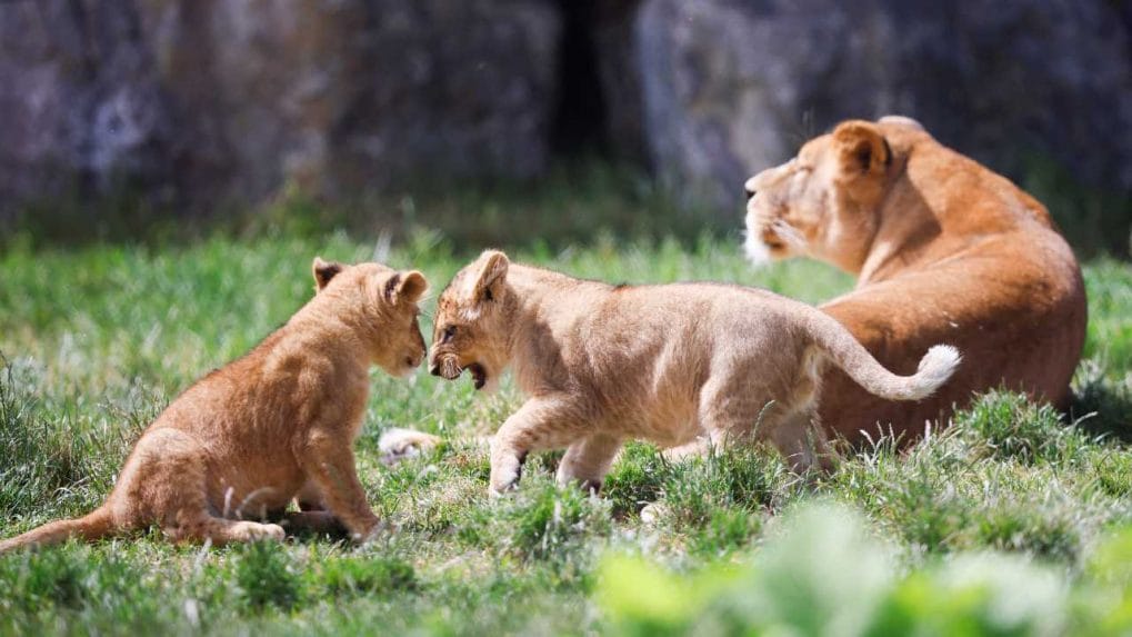 69% decline in wildlife populations worldwide since 1970: WWF report